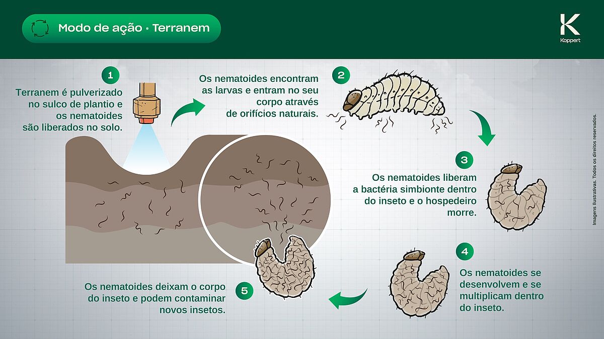 Terranem | Koppert Produtos