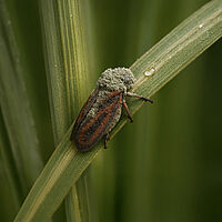 Metarril | Bioinseticida Koppert