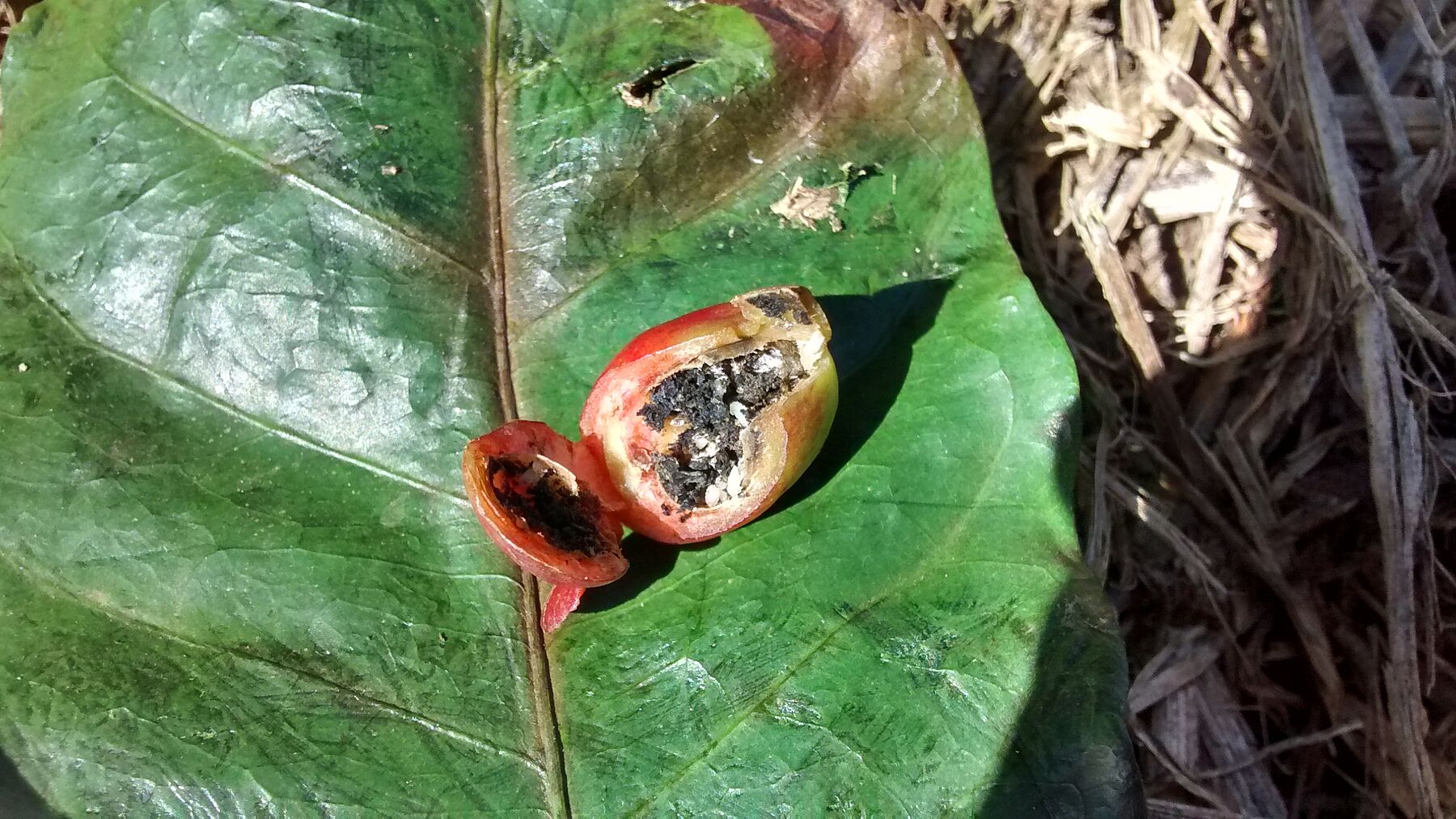 Broca-do-café - Biocontrole, danos e ciclo de vida