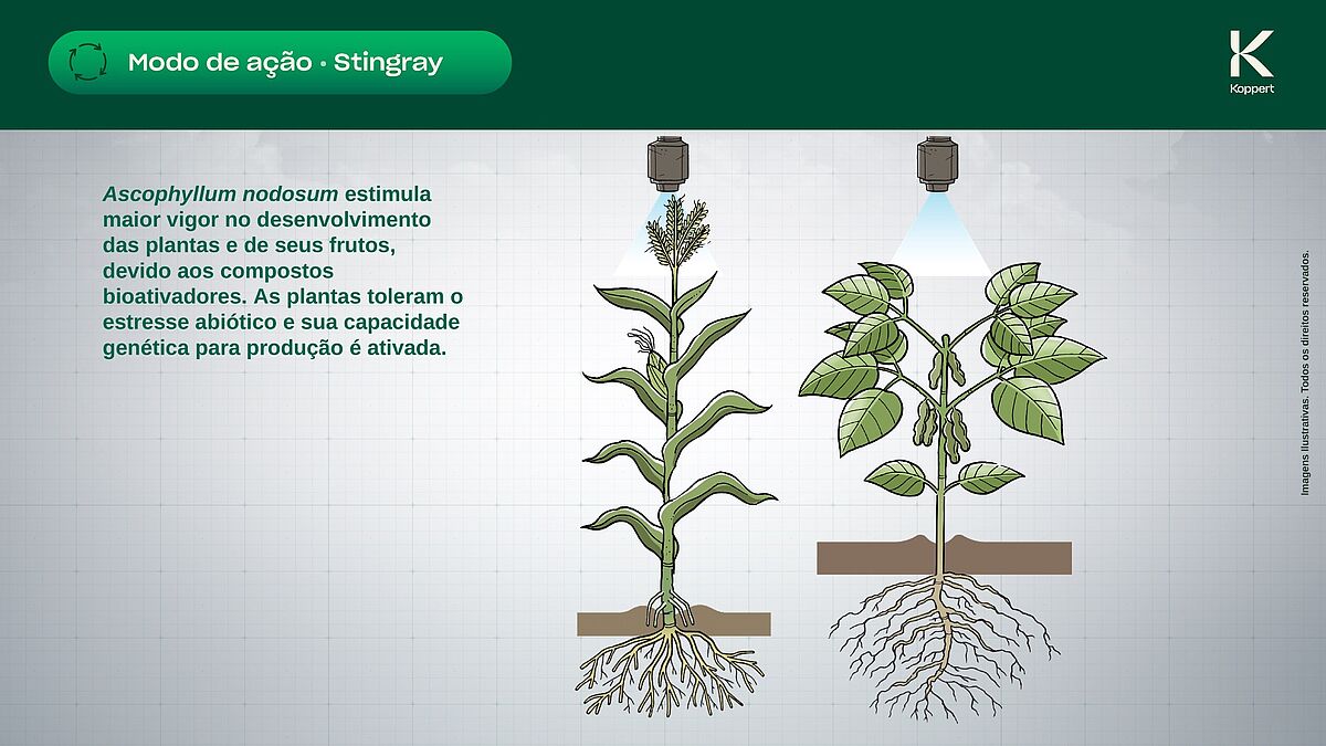 Stingray | Bioativador Koppert