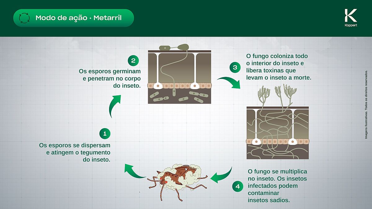 Metarril | Bioinseticida Koppert
