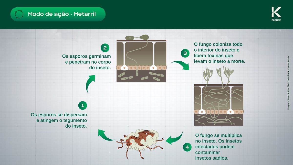 Metarril (Metarhizium anisopliae E9) - Koppert Brasil
