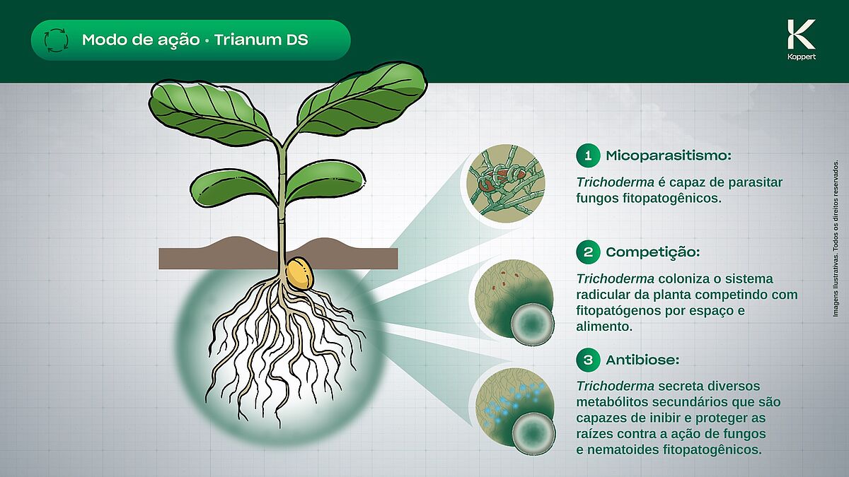 Trianum DS | Biofungicida e Bionematicida Koppert