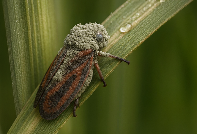 Metarril | Bioinseticida Koppert