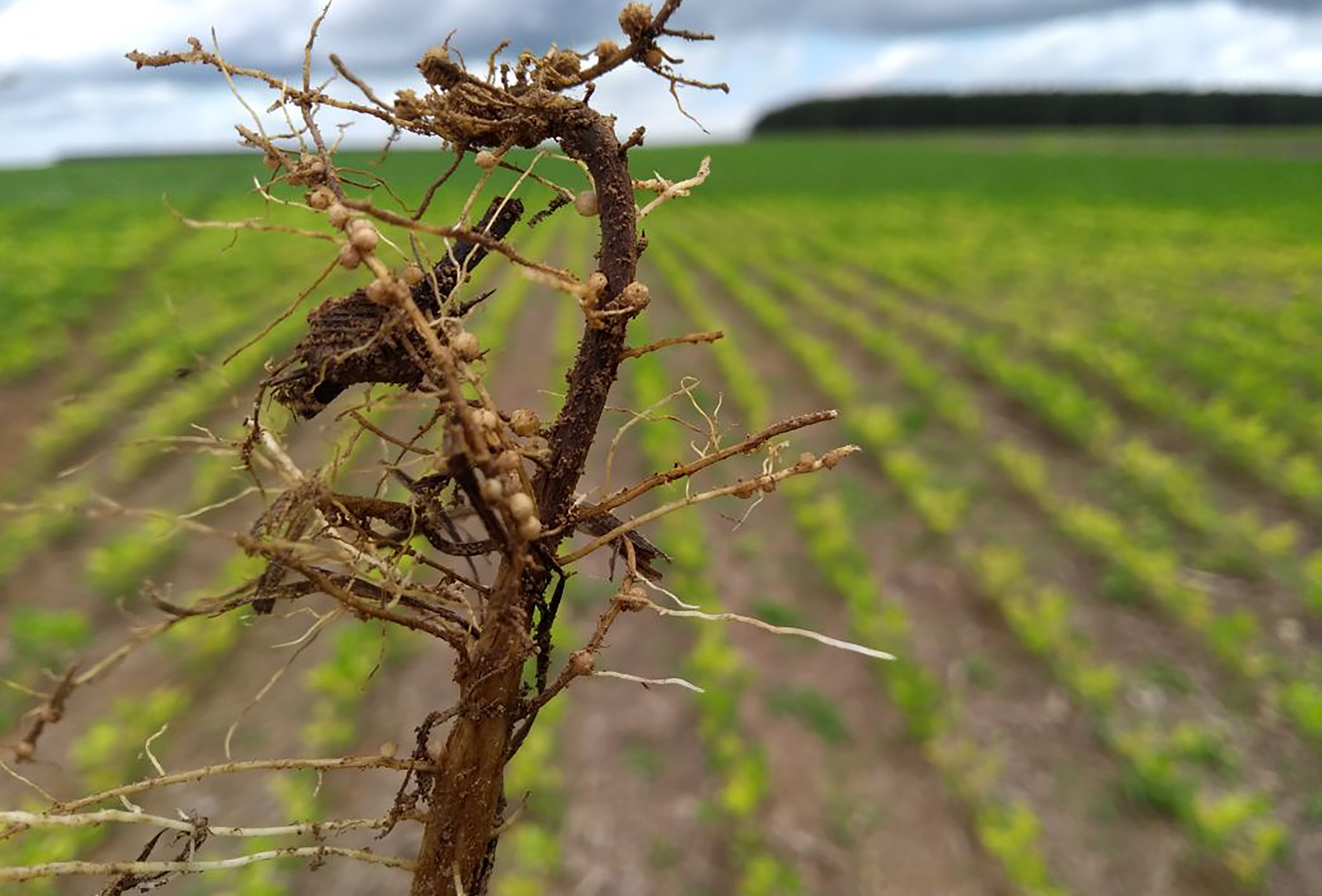 Podridão seca, murcha de fusarium | Prevenção, controle e danos