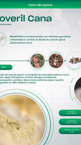 Lâmina Boveril Cana | Koppert Brasil