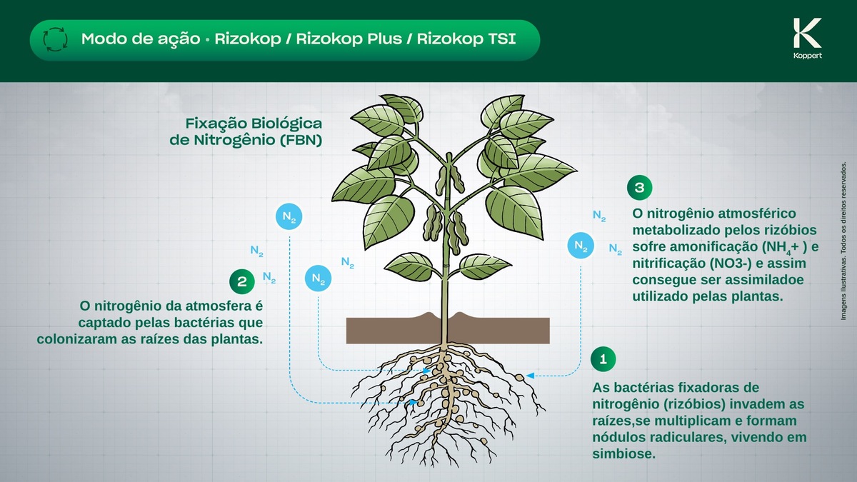 Rizokop (Bradyrhizobium japonicum) - Koppert Brasil