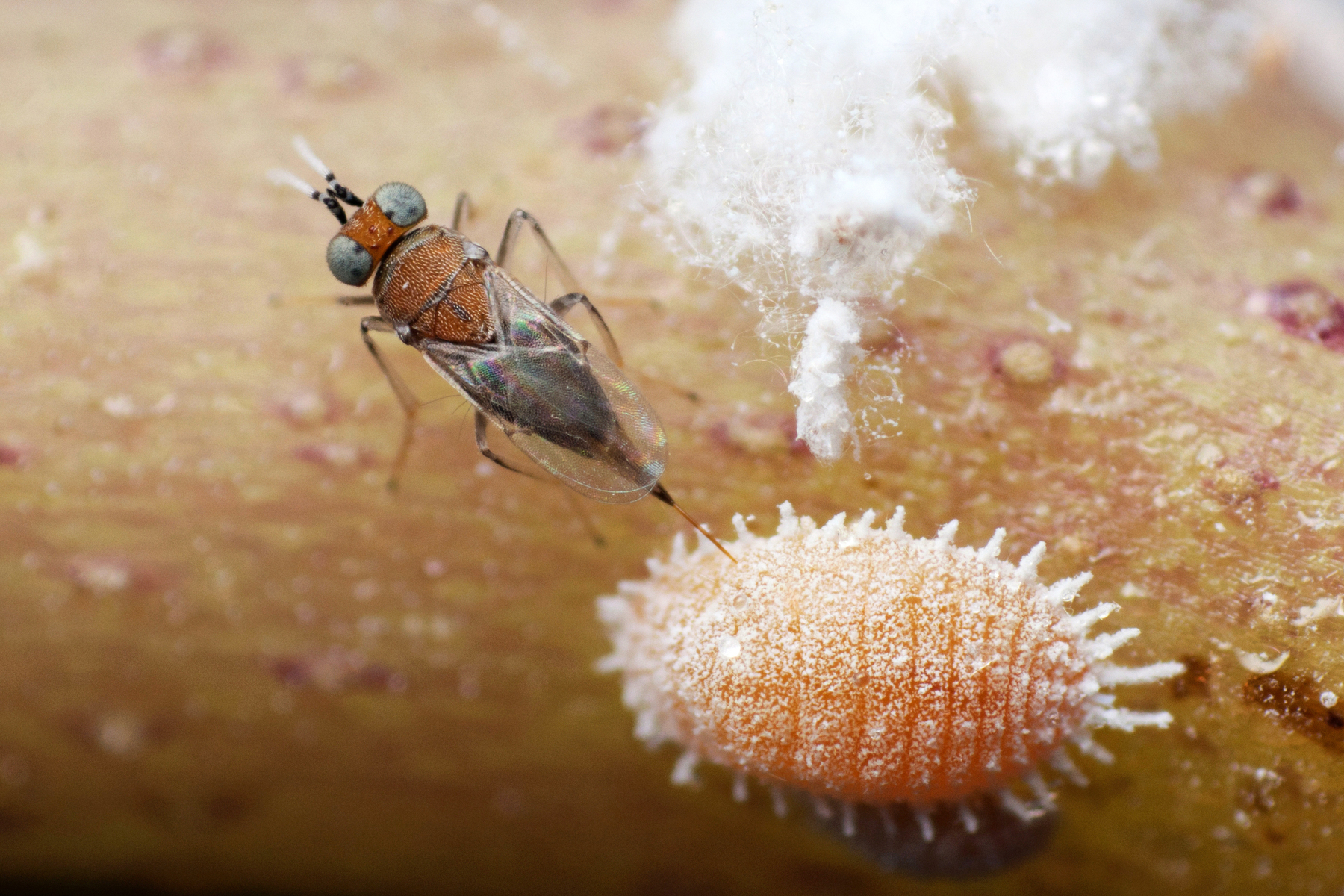 Vespas Parasitoides para Controle de Pragas
