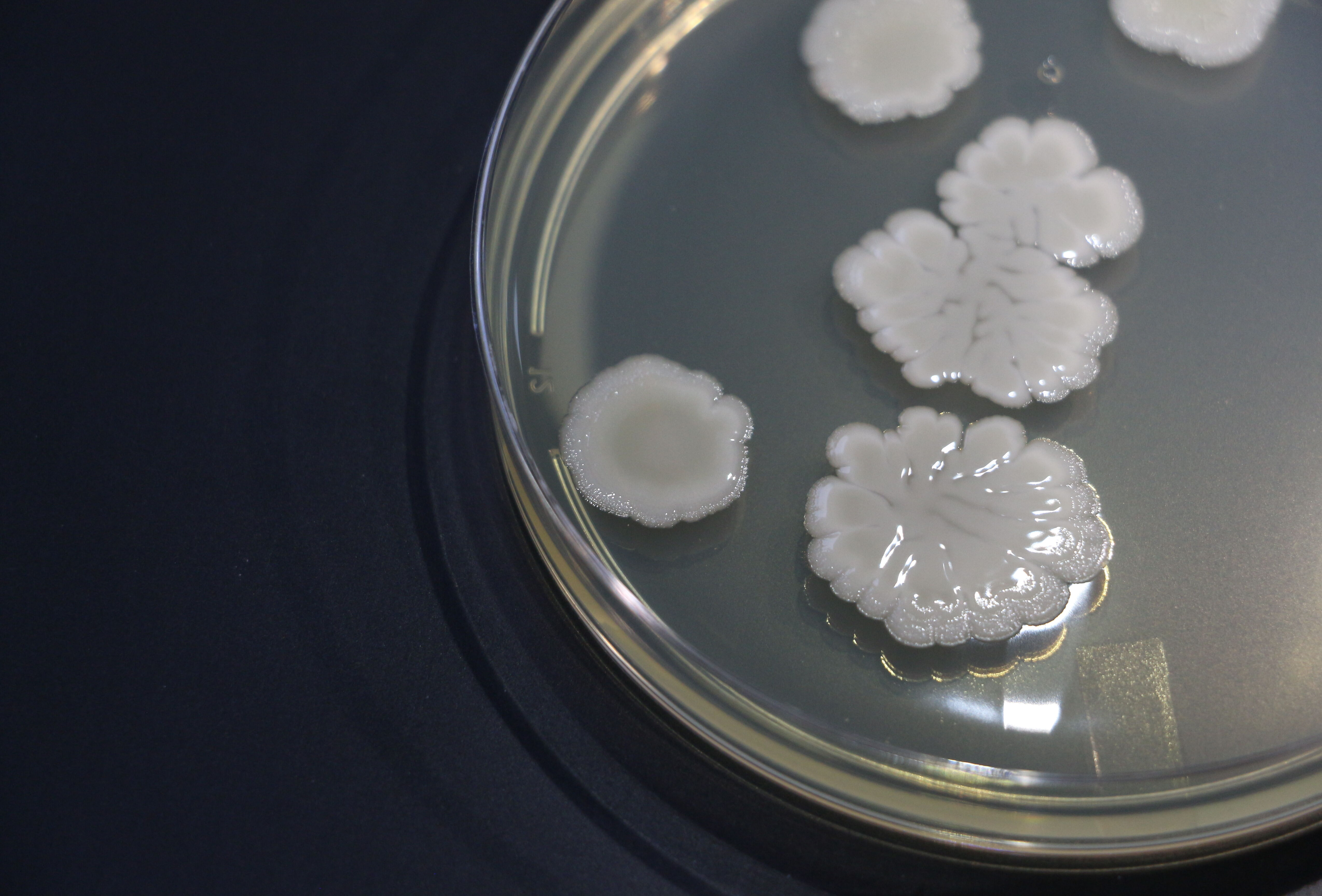 Caravan | Biofungicida Koppert