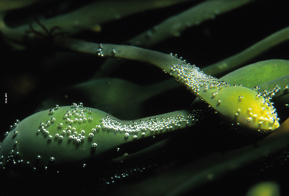 Acadian (Ascophyllum nodosum): Mais vigor, produtividade e qualidade ...