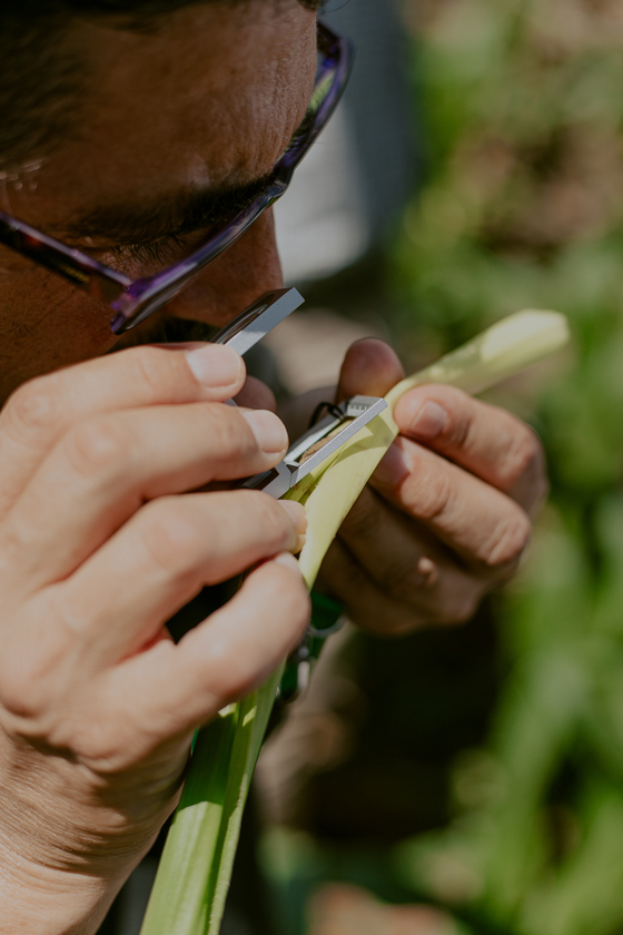 Bocchi Farm Show | Koppert Brasil