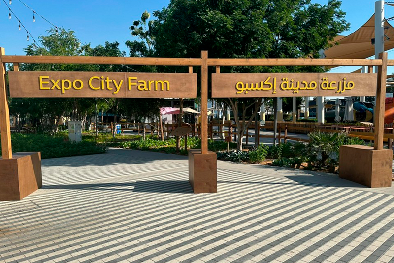 COP28: Expo City Farm tem área totalmente dedicada a produção ...