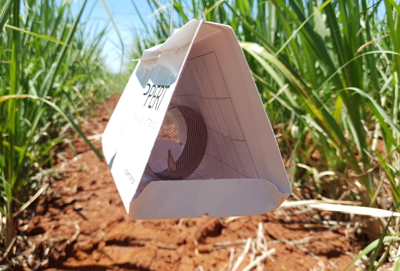 Pherobox | Koppert Produtos