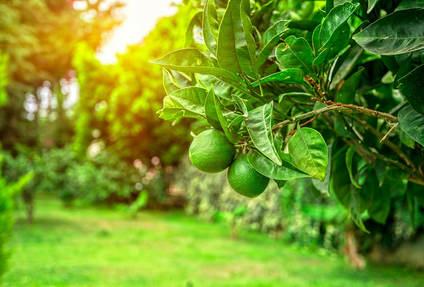 Limão | Koppert Brasil