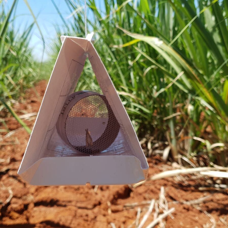 Pherobox | Koppert Produtos