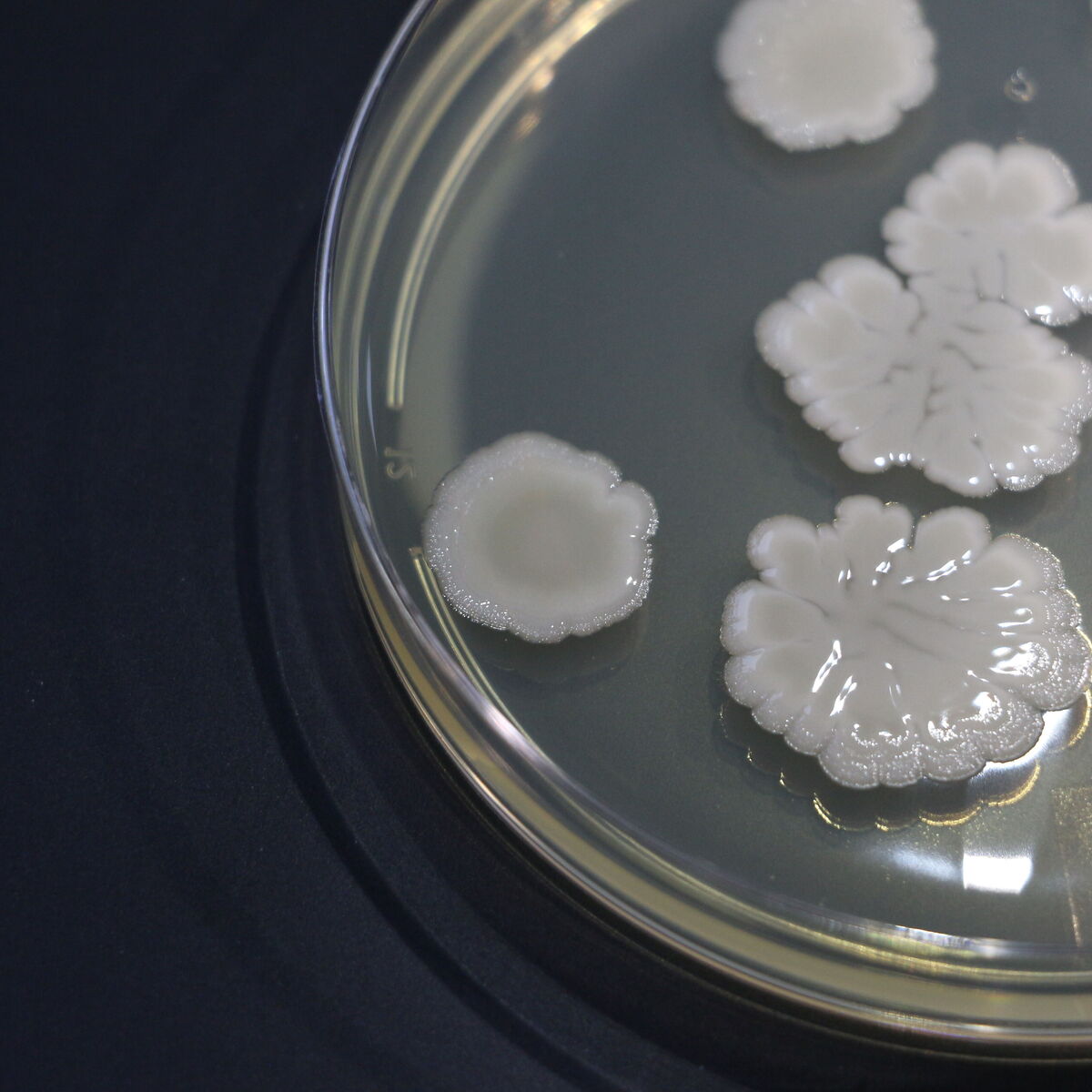 Caravan (Bacillus pumilus) - Koppert Brasil