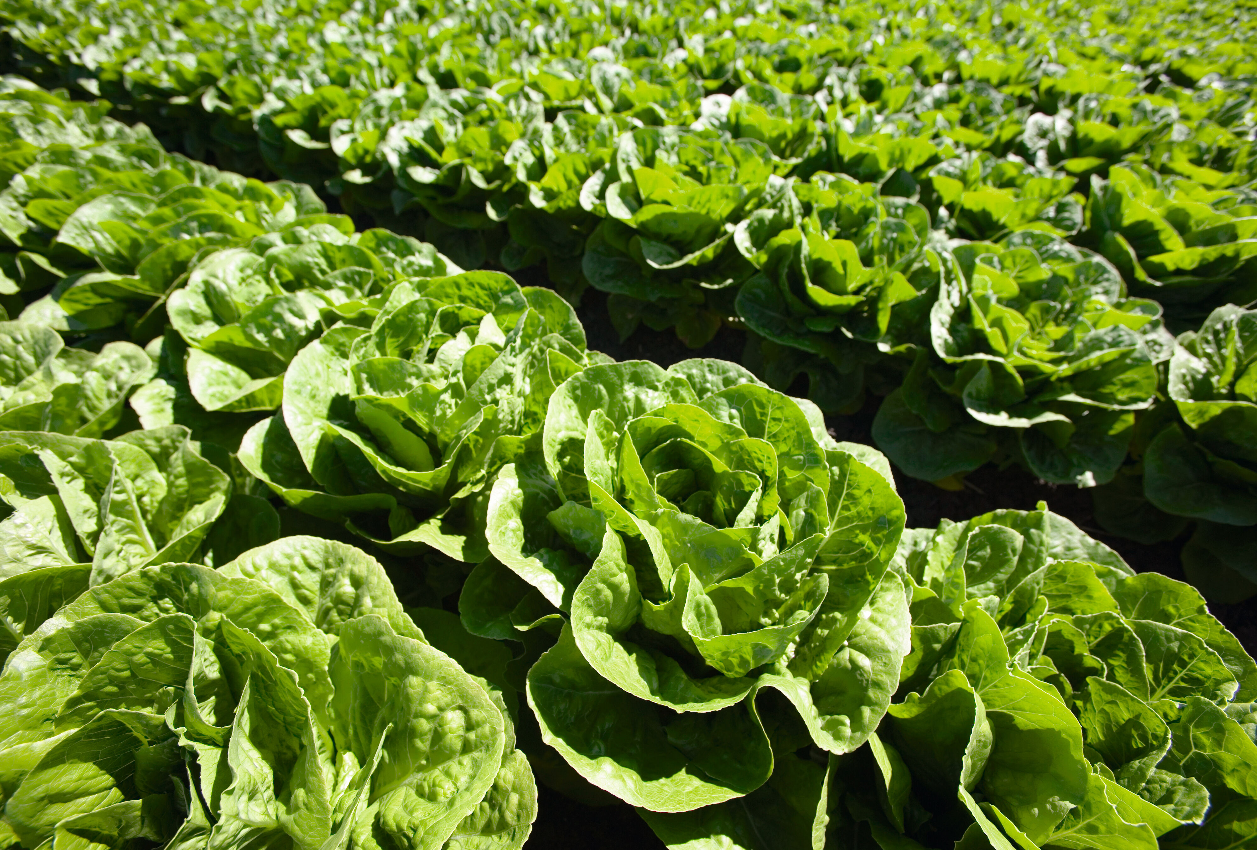 Alface | Koppert Brasil