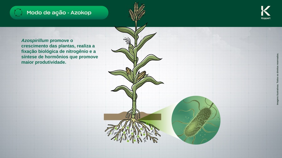 Azokop (Azospirillum brasilense) - Koppert Brasil