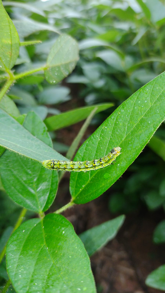 Master Meeting Soja | Koppert Brasil