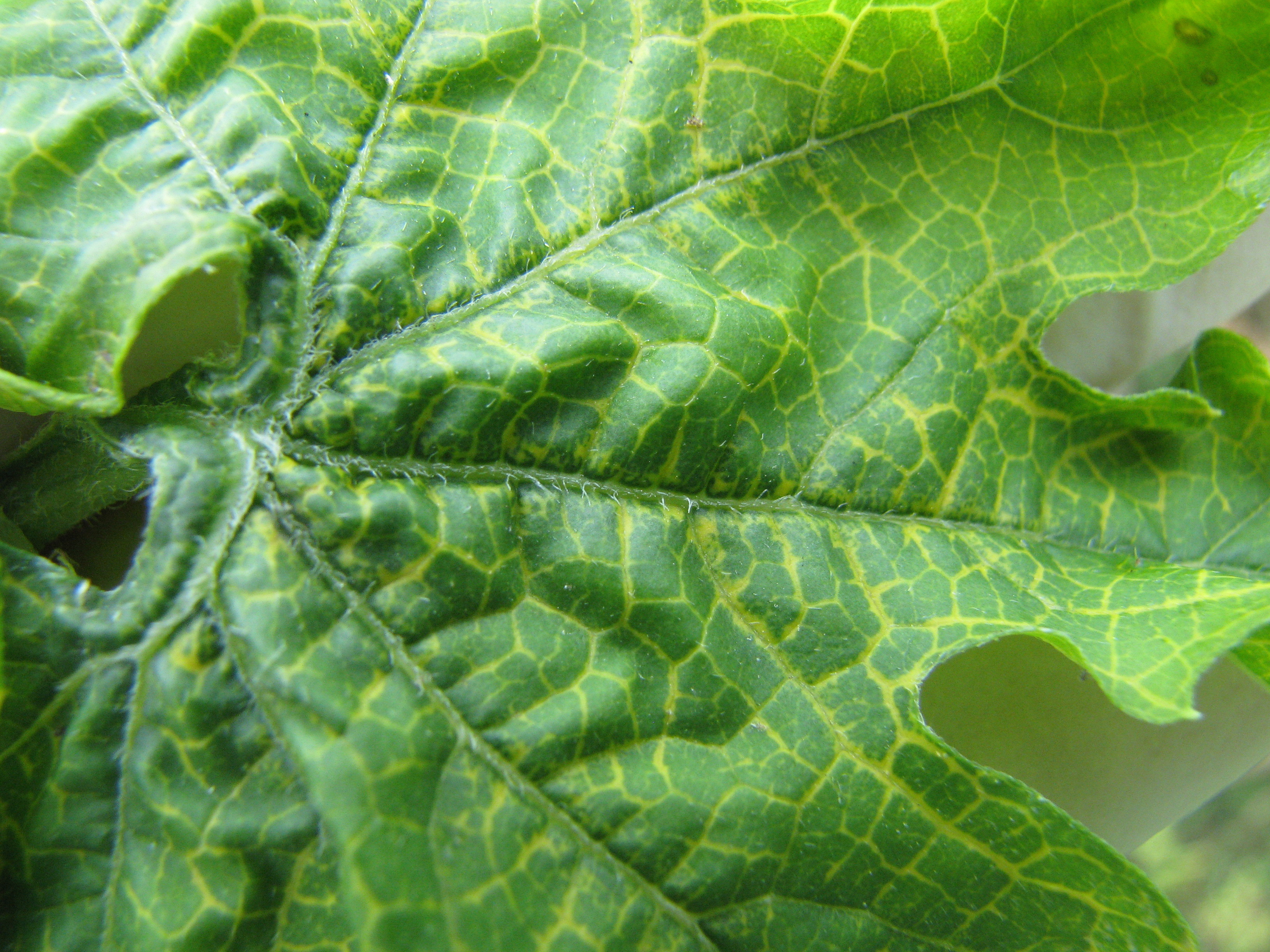 Murcha de Fusarium | Prevenção, controle e danos