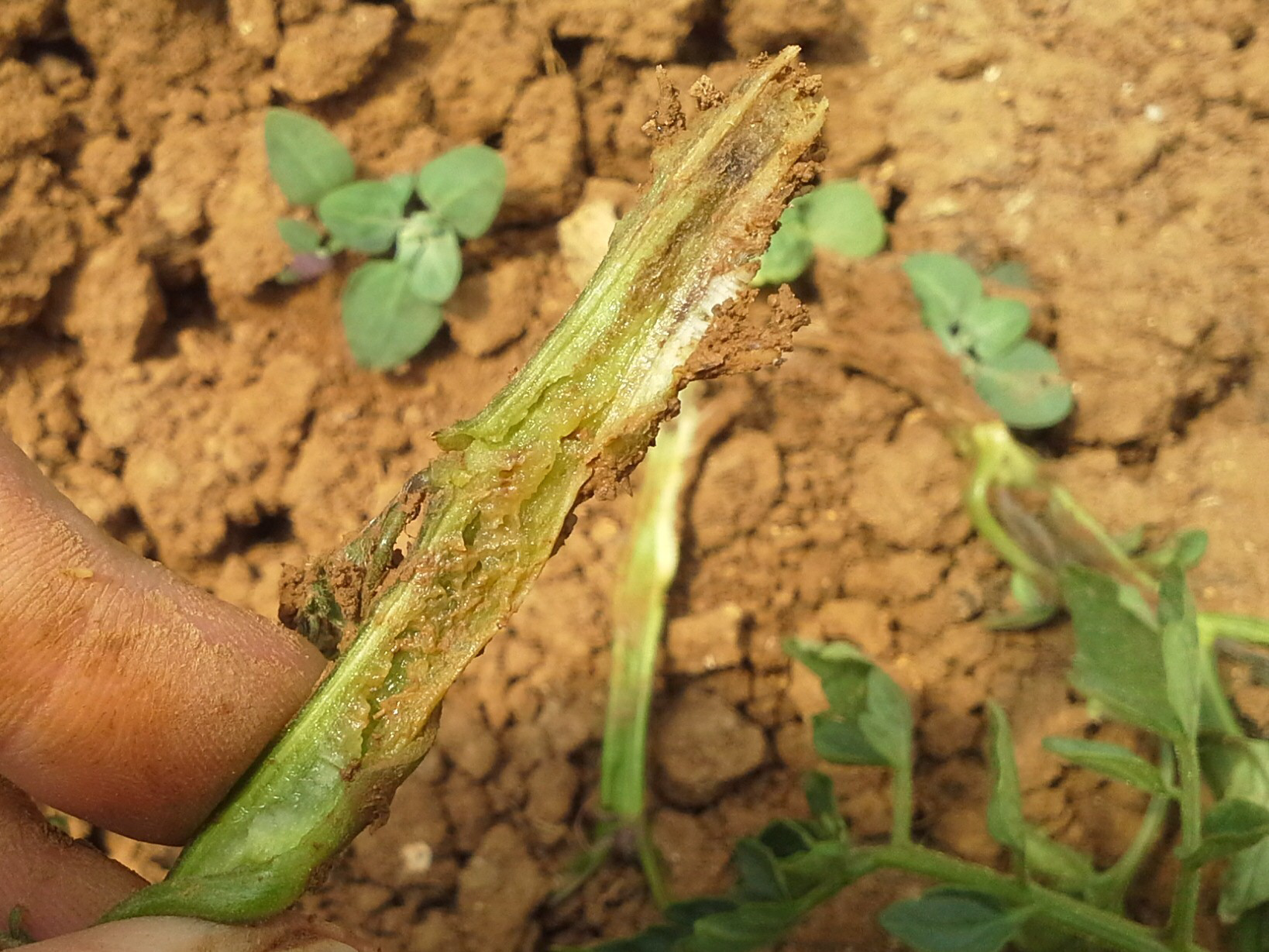 Murcha de Fusarium | Prevenção, controle e danos